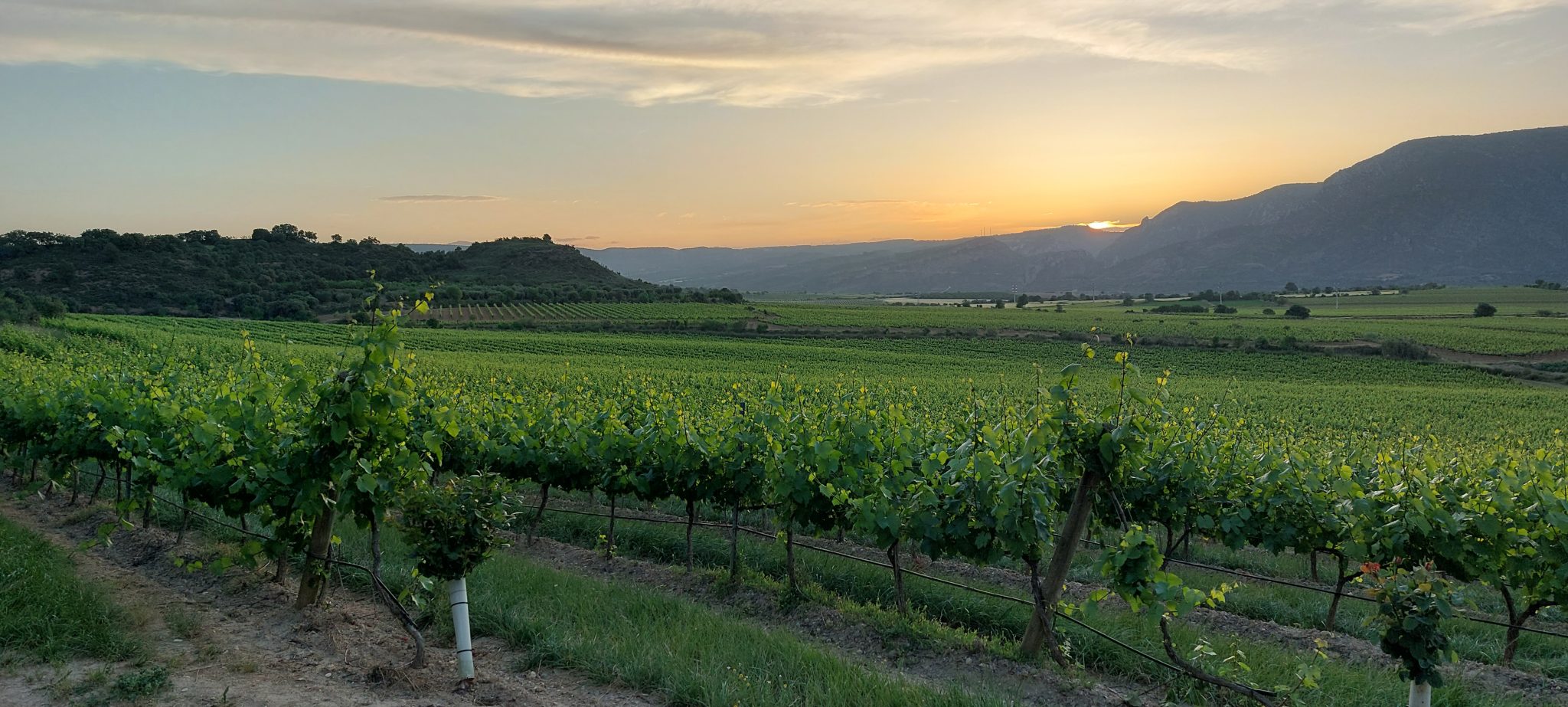 Las parcelas de ENATE: 234 y Alcanetos - ENATE